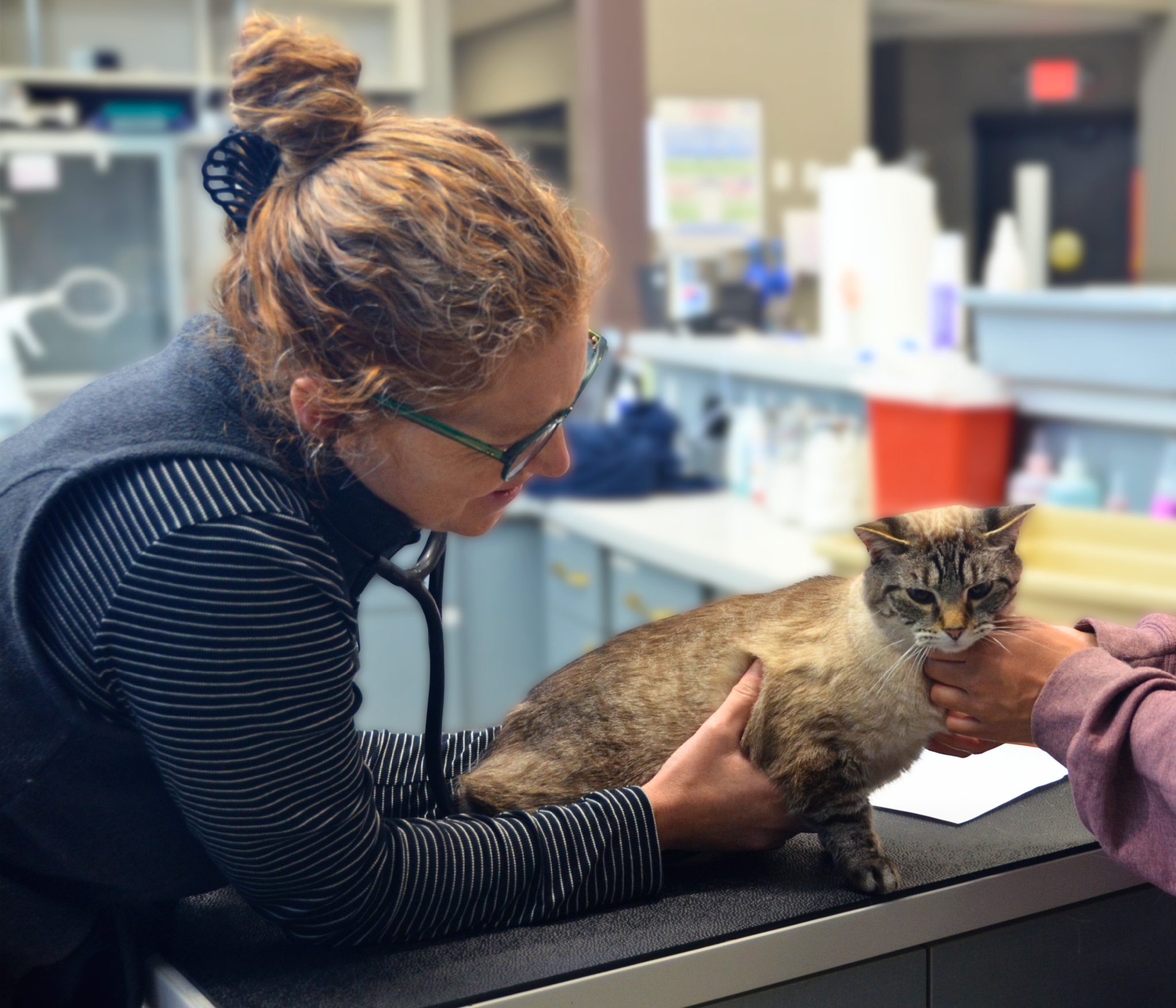 Veterinary Career Opportunities & Training Programs | VSP